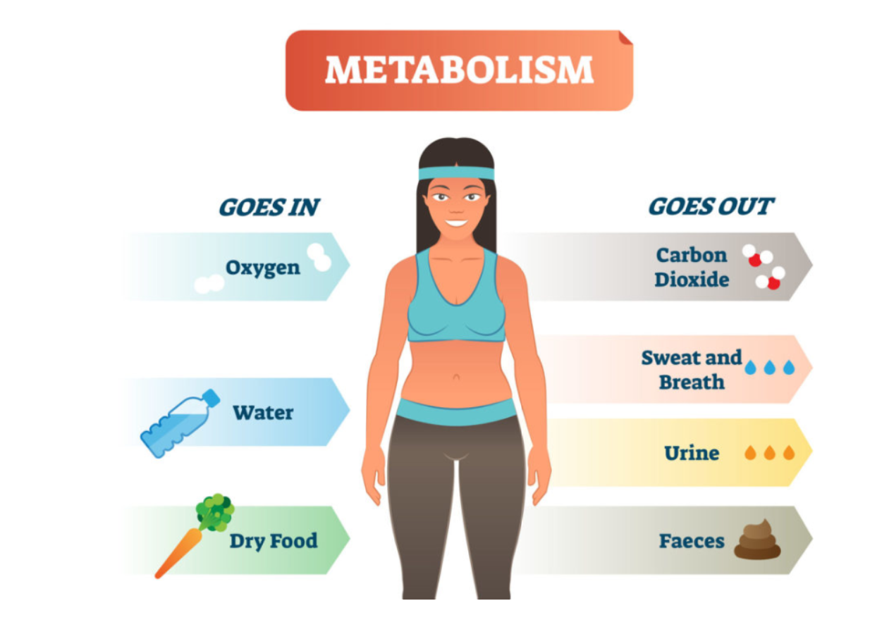 METABOLISME : Pengertian, Reaksi, Cara Kerja, Nutrisi, Vitamin Dan Lain ...
