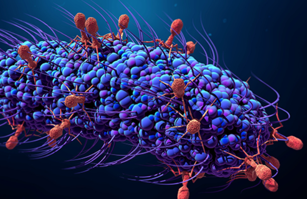 Virus Vs Bakteri : Pengertian, Perbedaan, Penyebaran Dan Pencegahannya ...