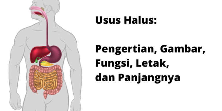 Penjelasan Lengkap Fungsi Usus Halus dalam Sistem Pencernaan Manusia