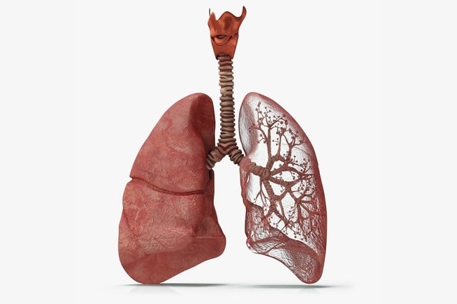 Fungsi Bronkus dan Bronkiolus pada Sistem Pernapasan Lengkap Dengan ...
